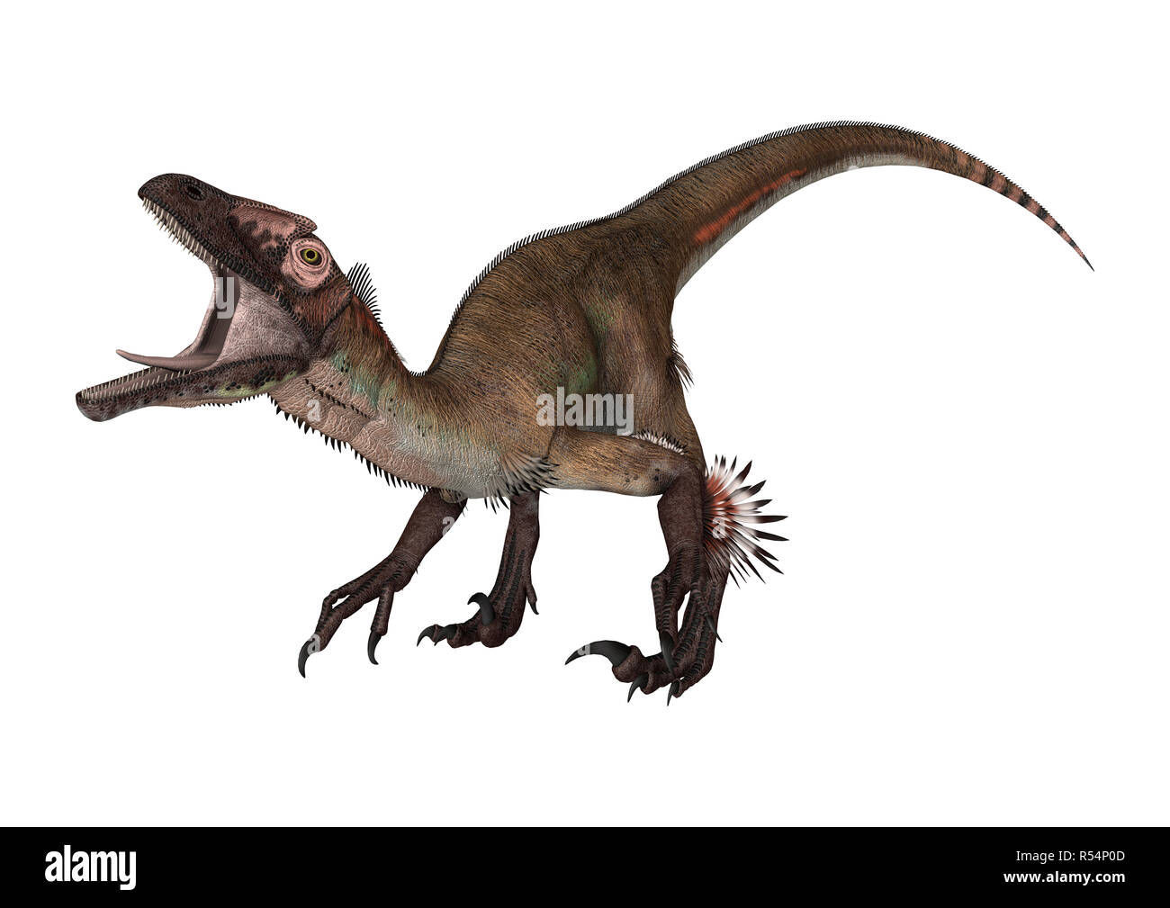 3D Rendering Dinosaur Utahraptor on White Stock Photo - Alamy