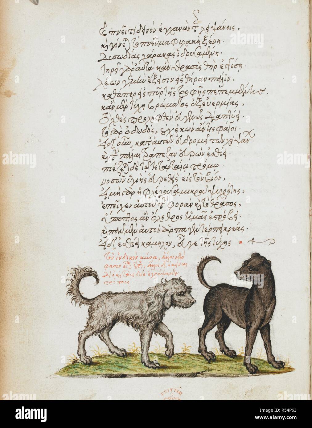 Pen and ink drawing of two dogs, with colour wash; rubrication and text ...