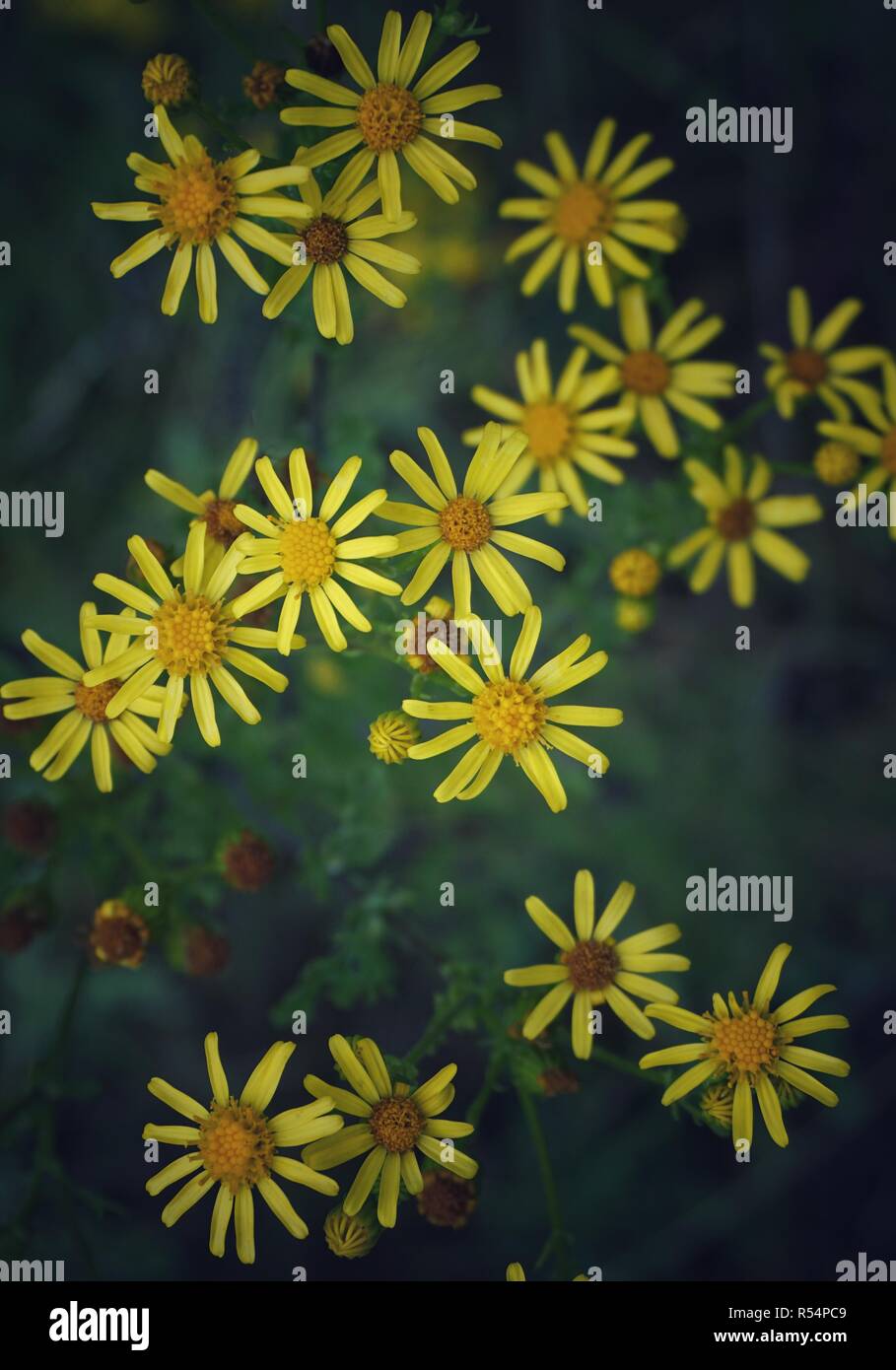 yellow flowers in the garden Stock Photo - Alamy