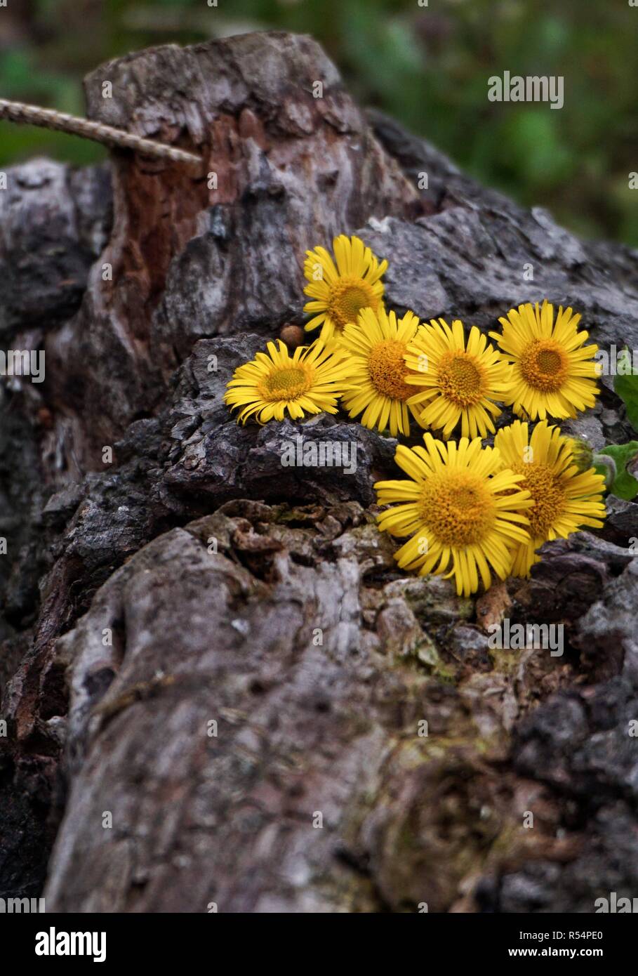 yellow flowers in the garden Stock Photo - Alamy