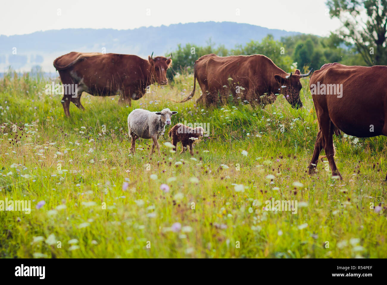 A lot sheep on beautiful green meadow Stock Photo - Alamy