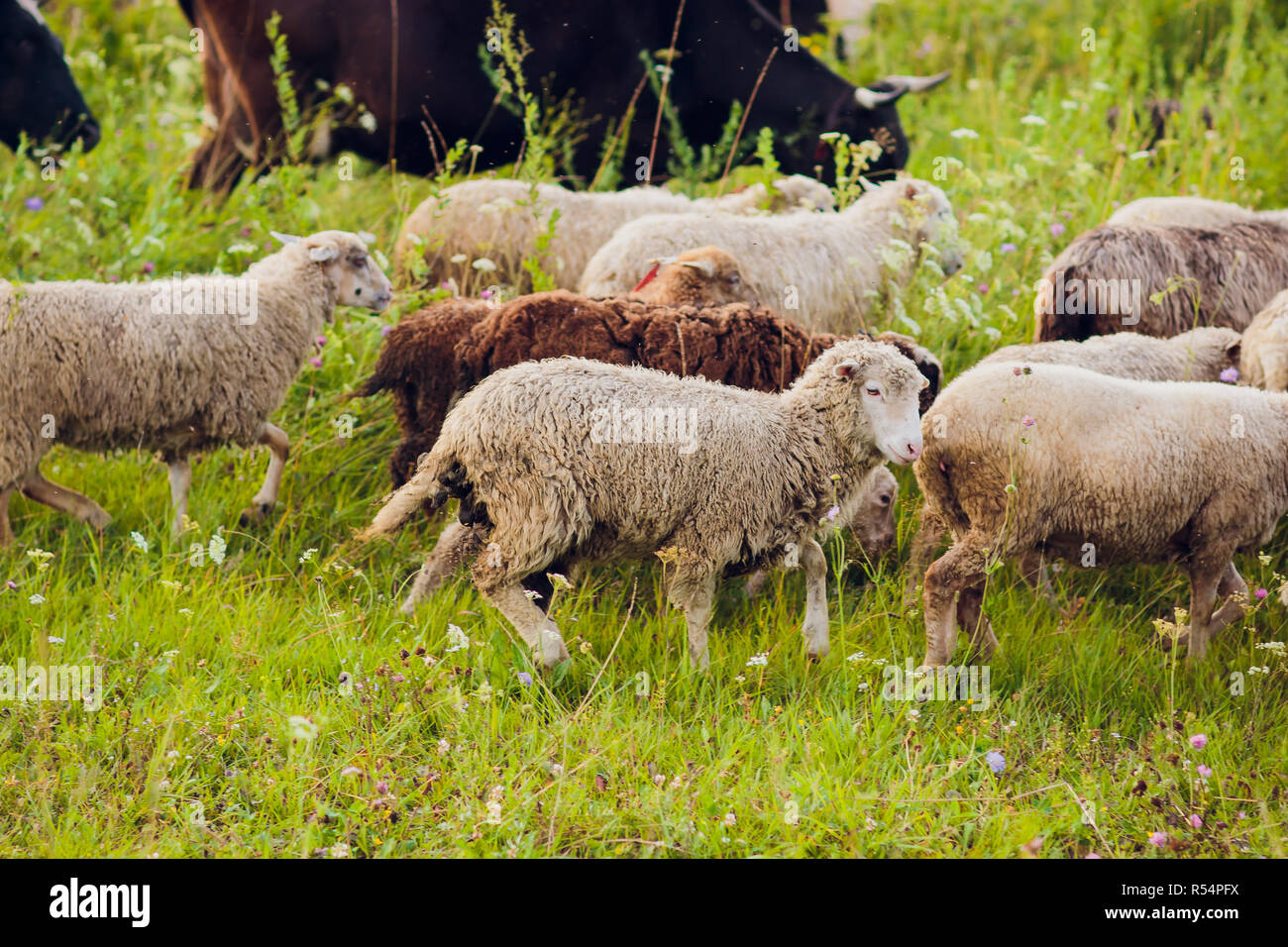A lot sheep on beautiful green meadow Stock Photo - Alamy