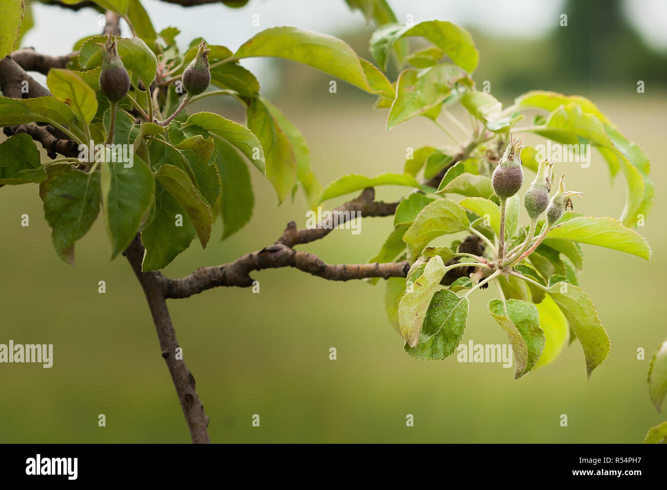 small young apples growing on a tree Stock Photo - Alamy