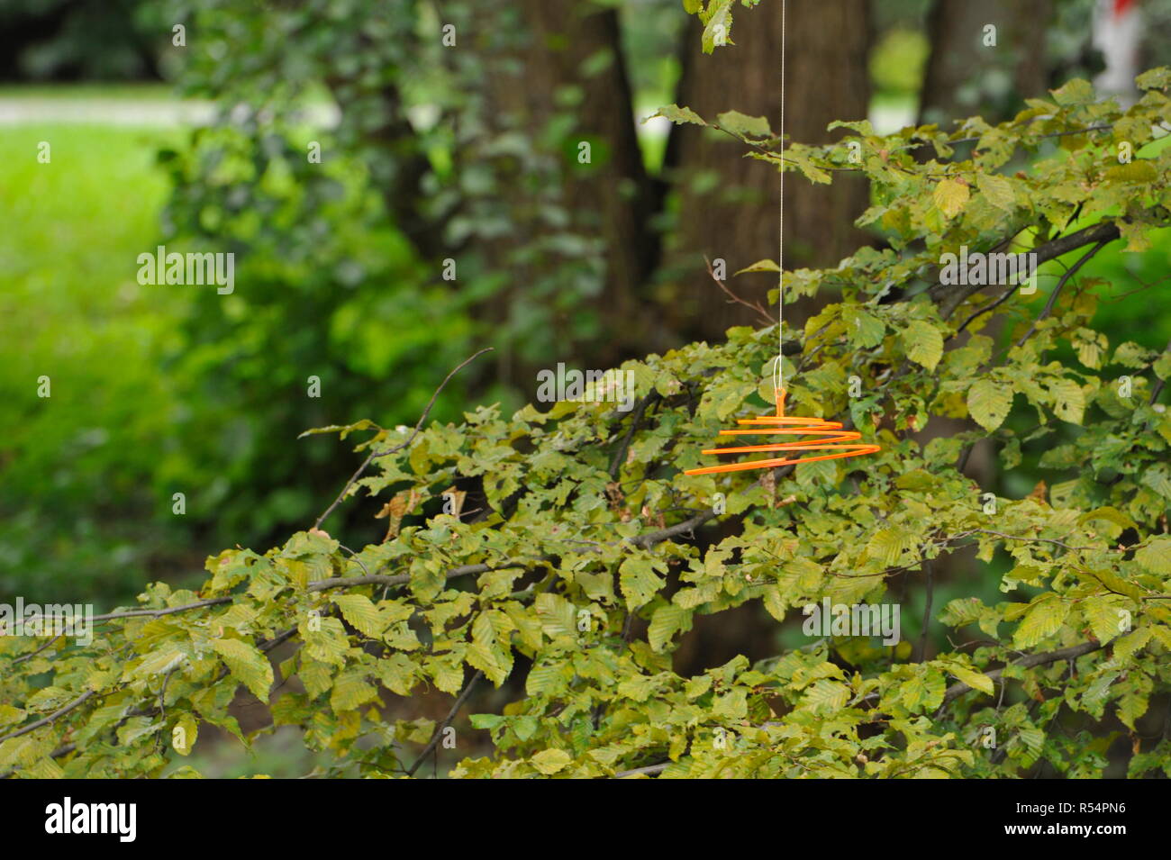 Evergreen Country Look in Herrenhausen Gardens Hanover Germany Stock ...