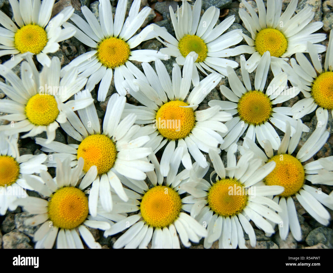 Daisywheel hi-res stock photography and images - Alamy