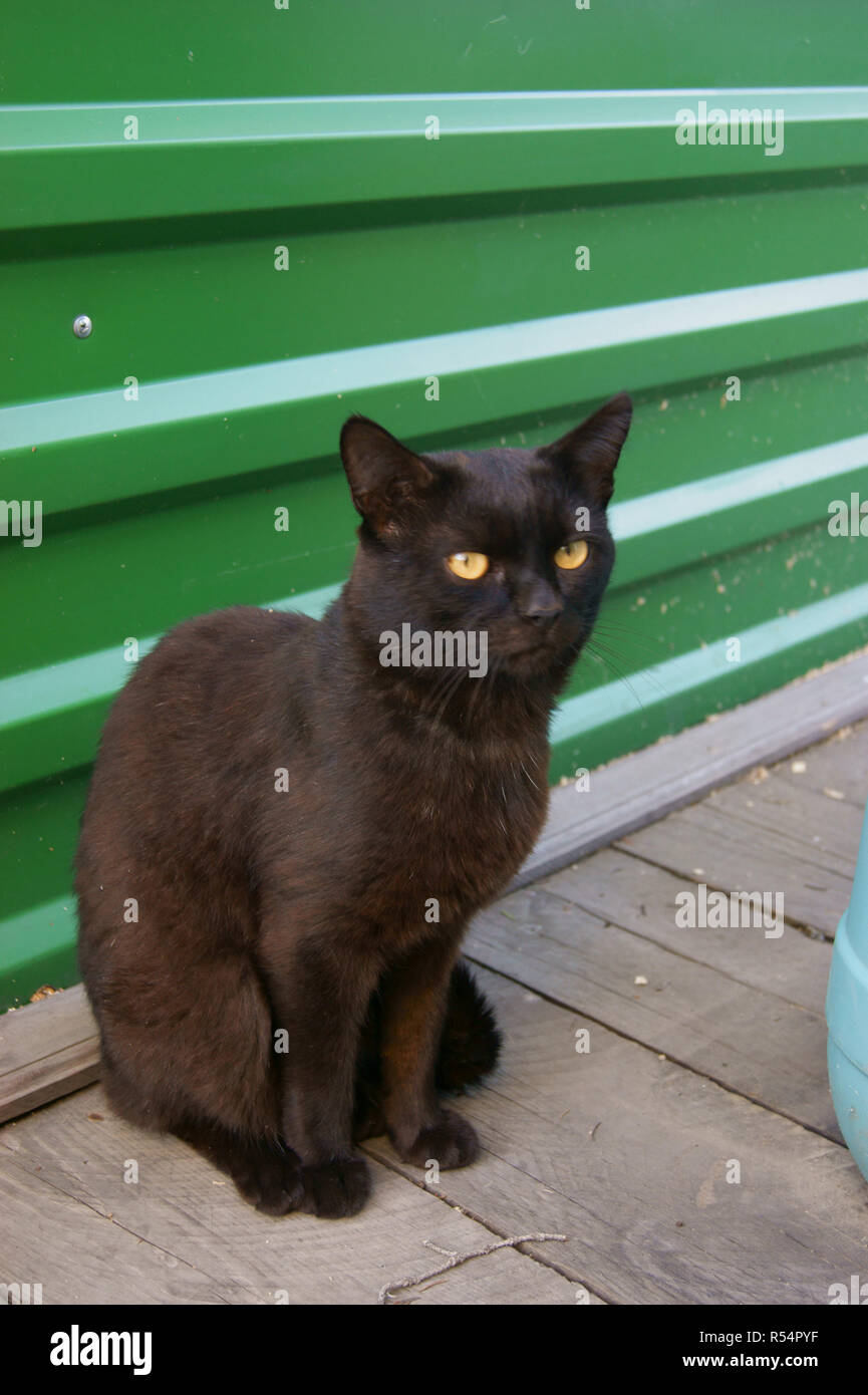 Cat of the black colour Stock Photo - Alamy