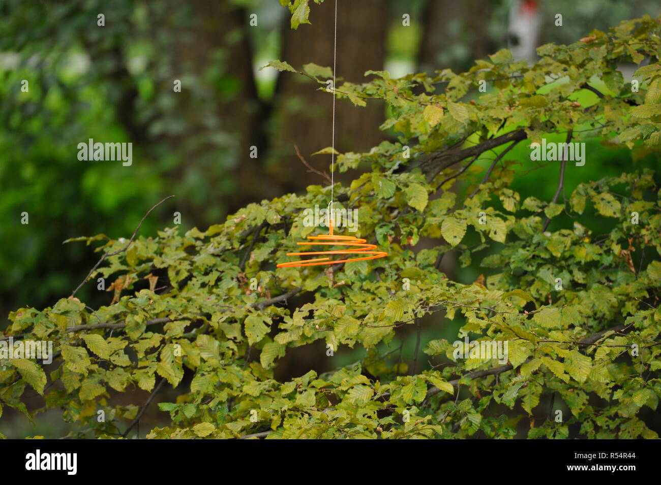 Evergreen Country Look in Herrenhausen Gardens Hanover Germany Stock ...