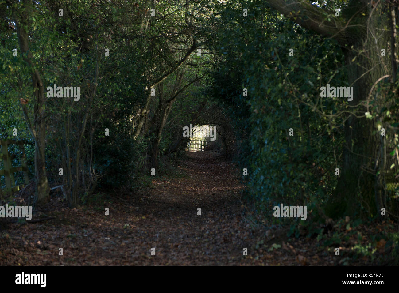 Shotover park near Oxford Stock Photo - Alamy