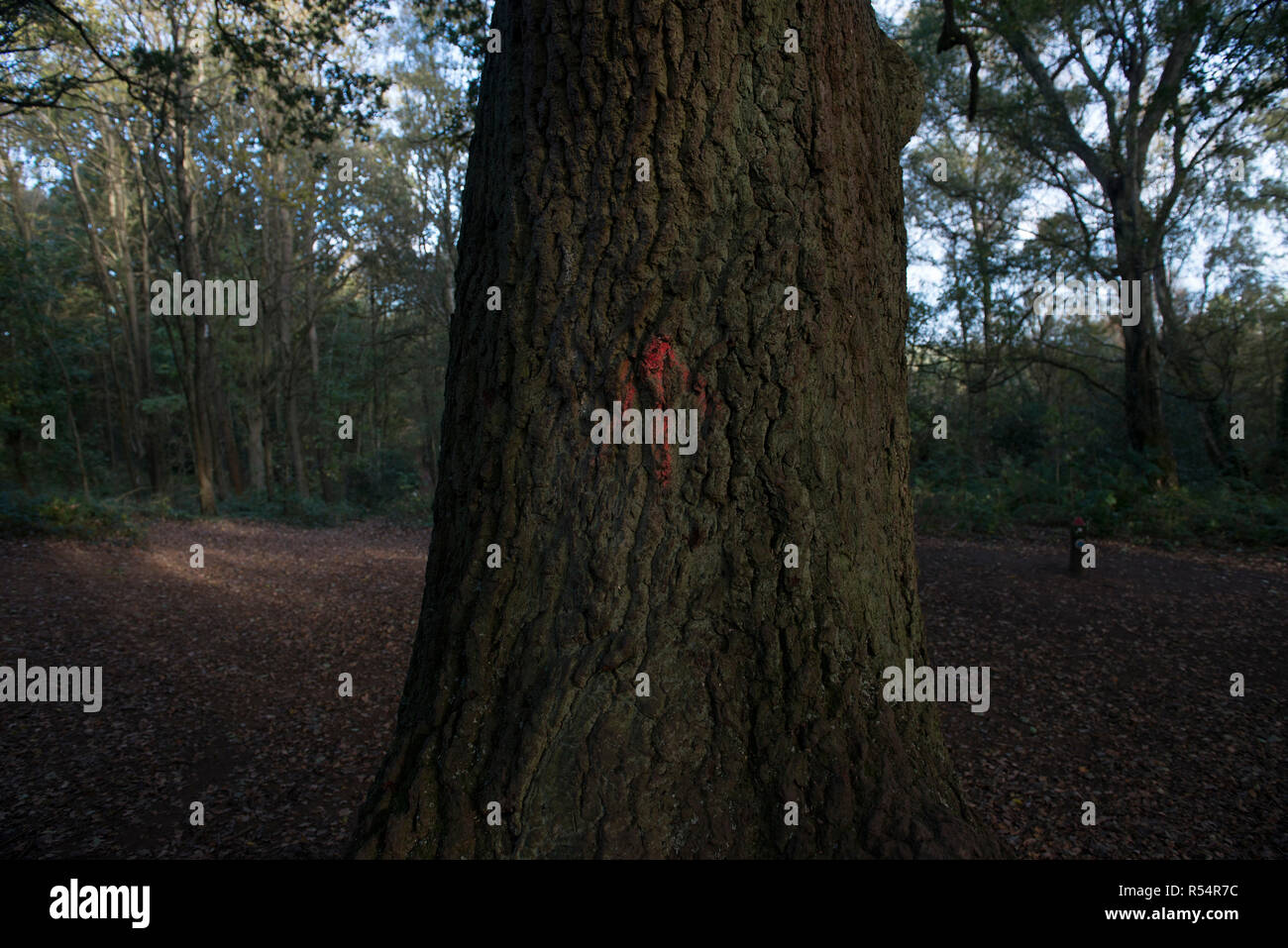 Shotover park near Oxford Stock Photo - Alamy