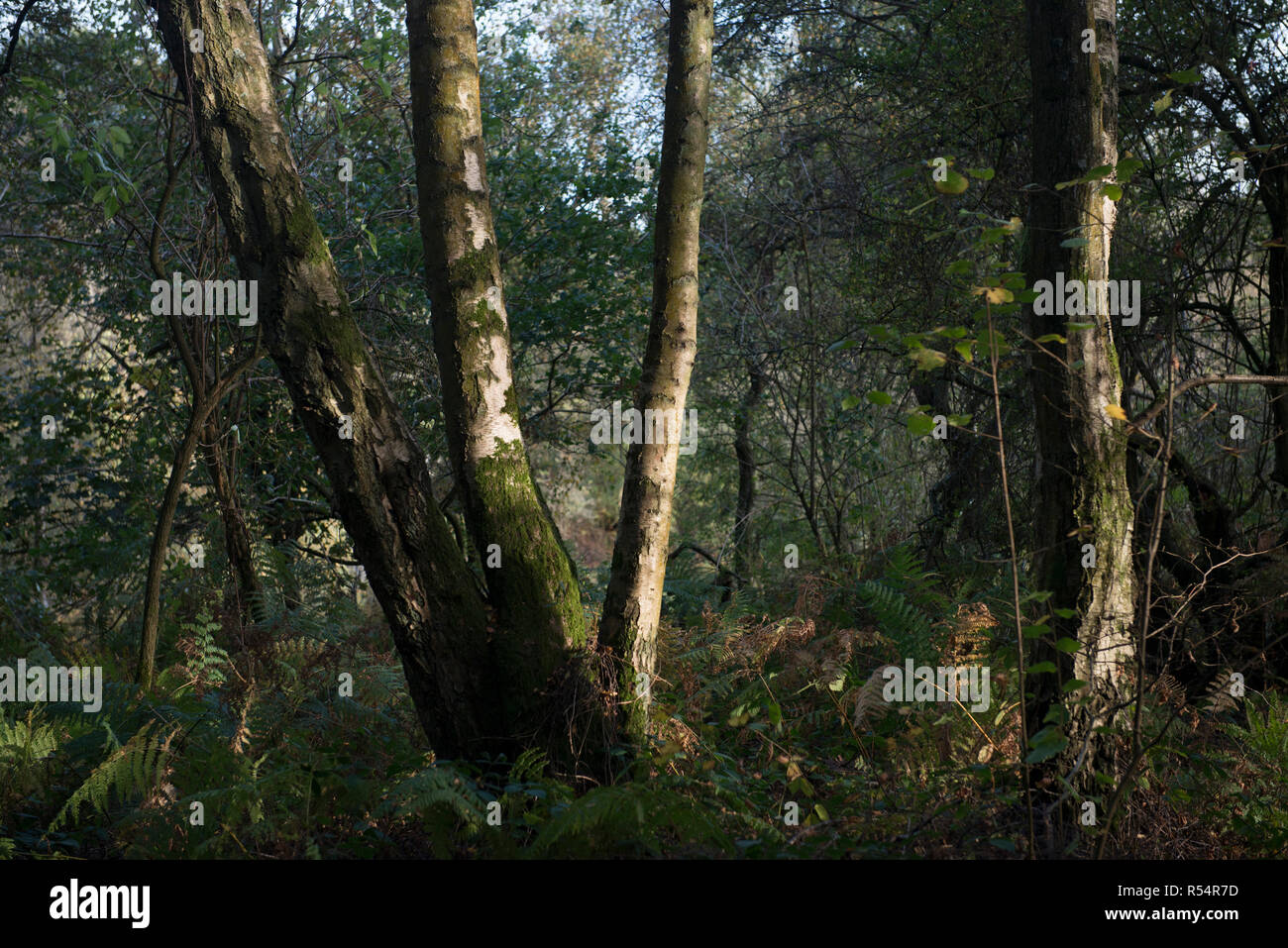 Shotover park near Oxford Stock Photo - Alamy