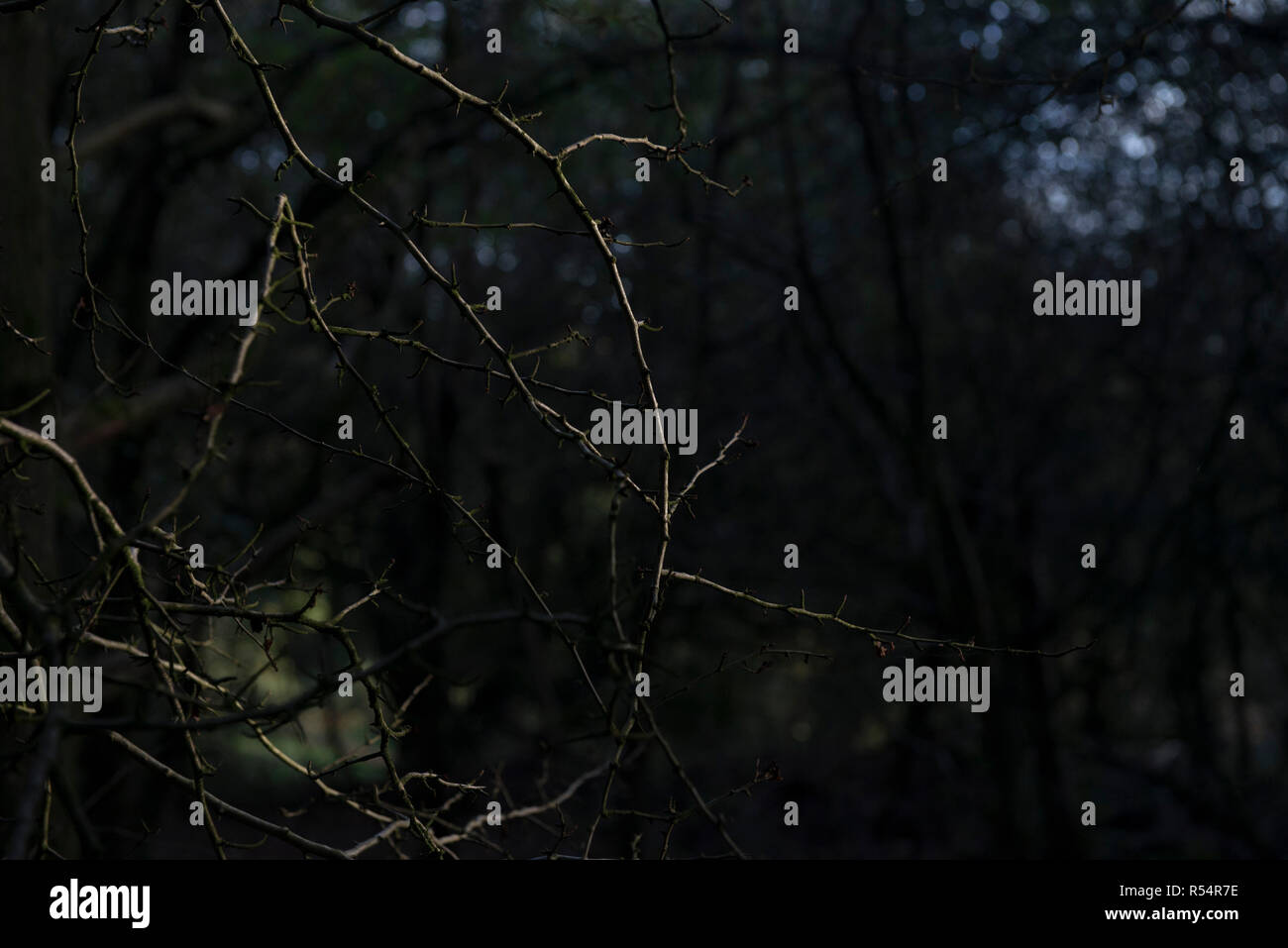 Shotover Park High Resolution Stock Photography and Images - Alamy