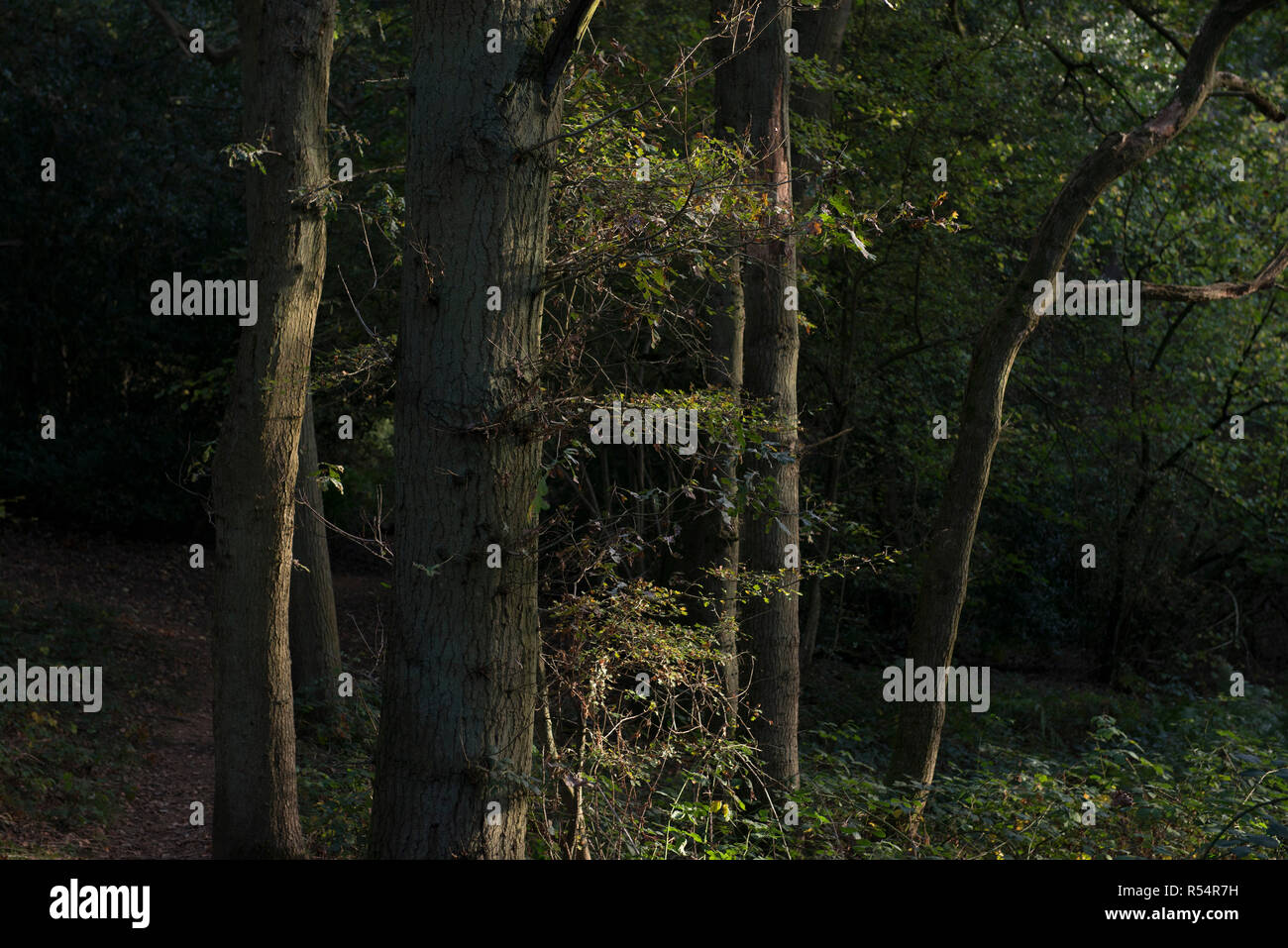 Shotover park near Oxford Stock Photo - Alamy