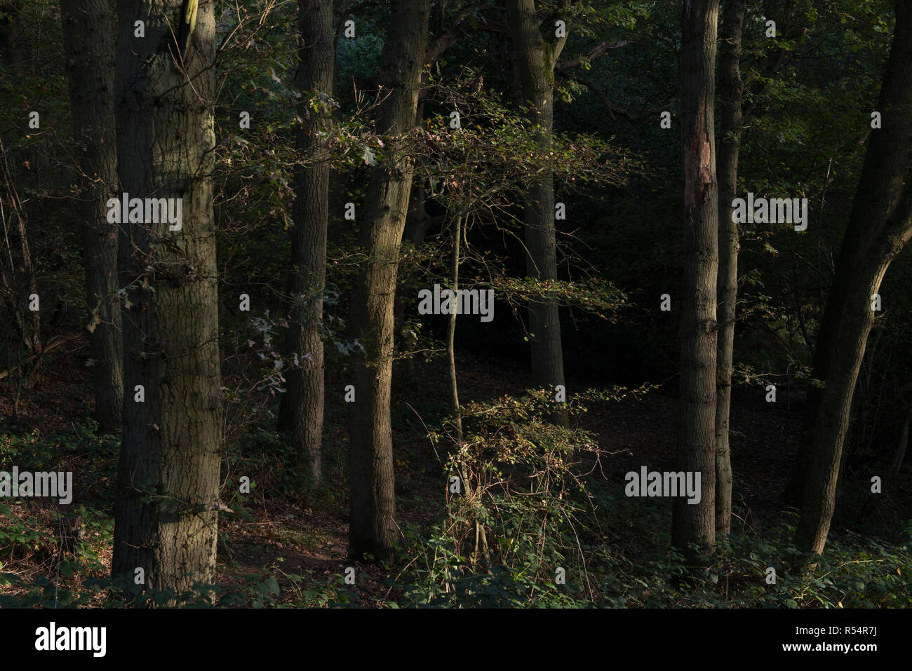 Shotover park near Oxford Stock Photo - Alamy