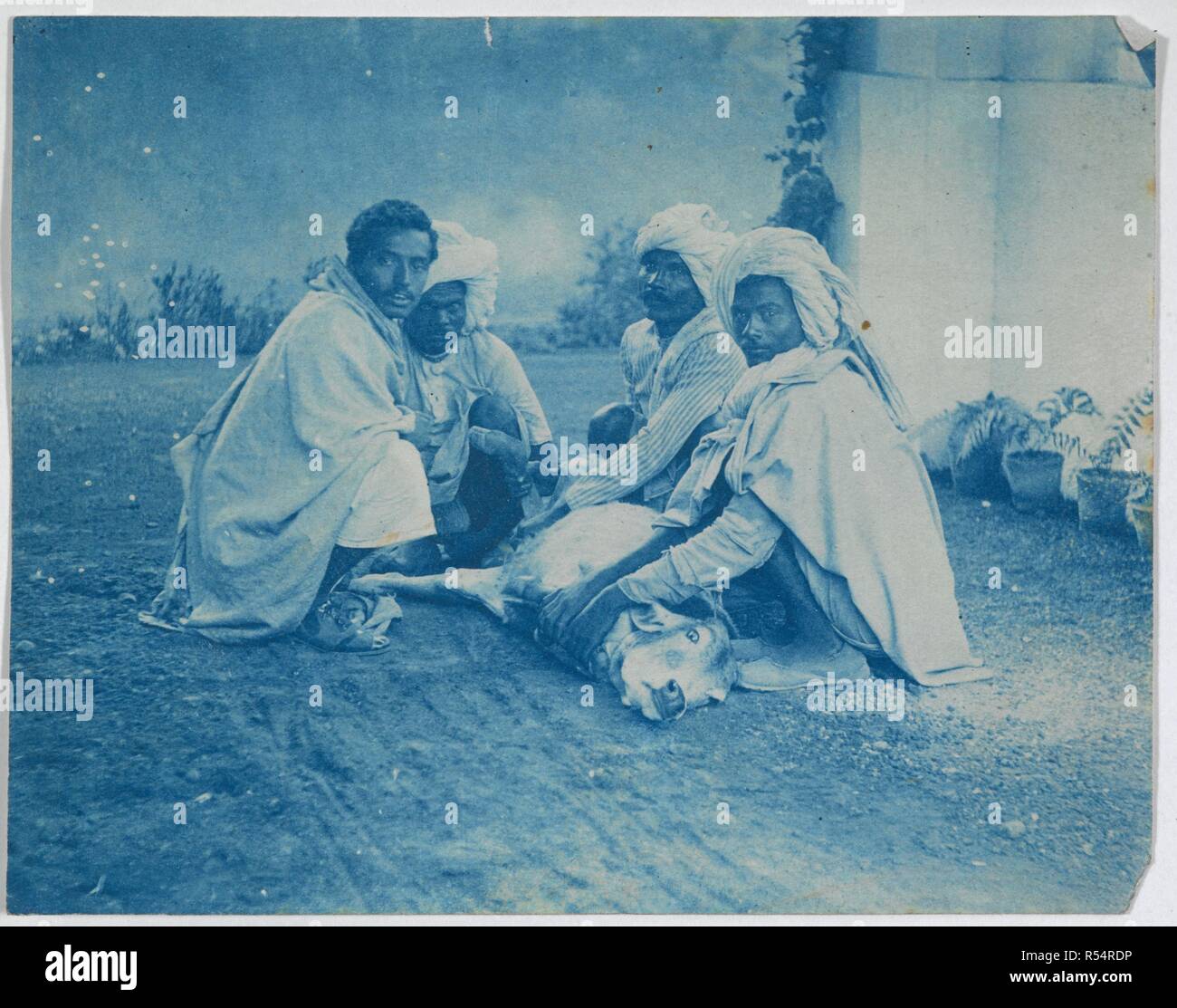 Cow pox hi-res stock photography and images - Alamy