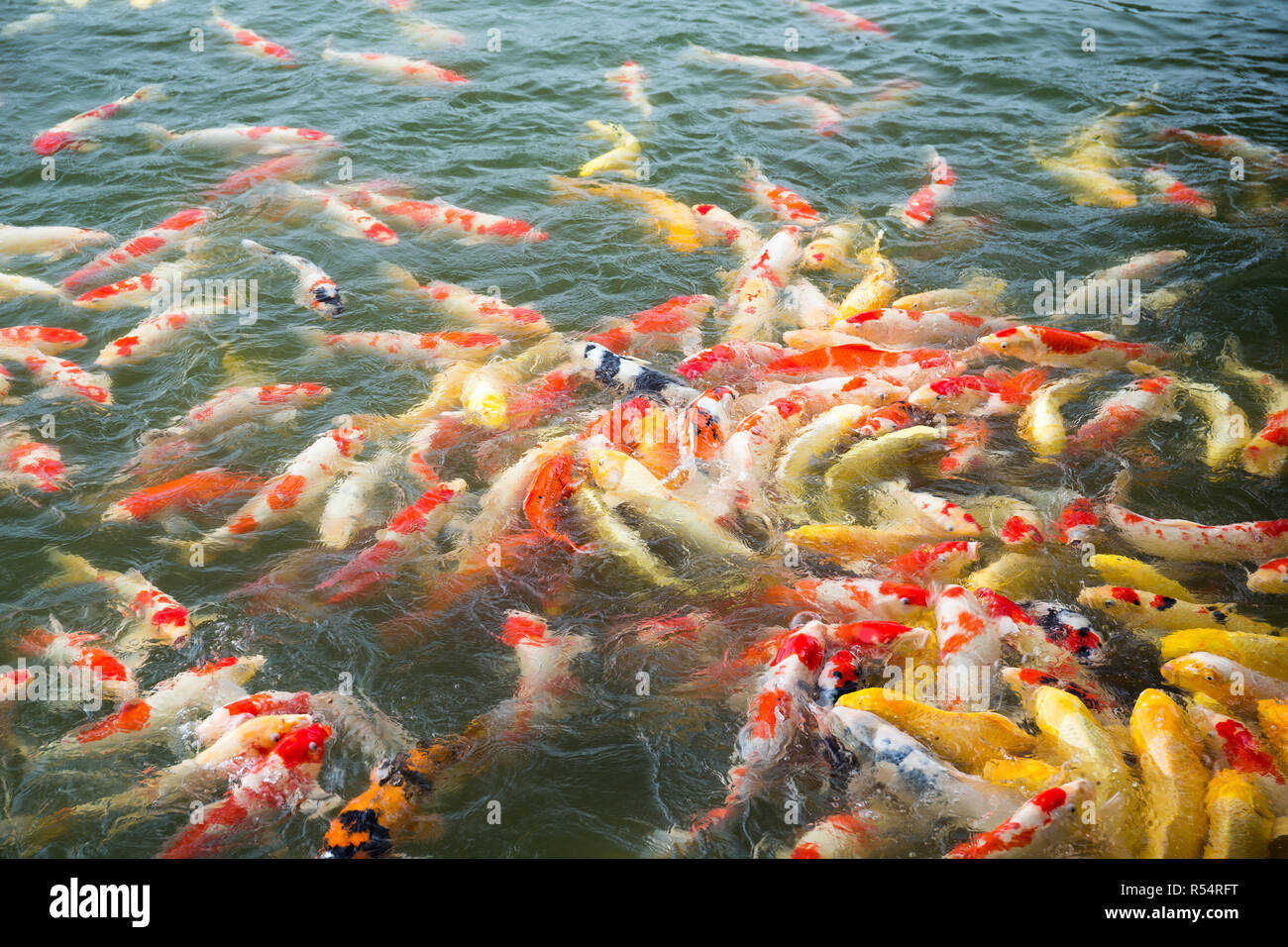 Colorful fancy carp fish, koi fish Stock Photo - Alamy