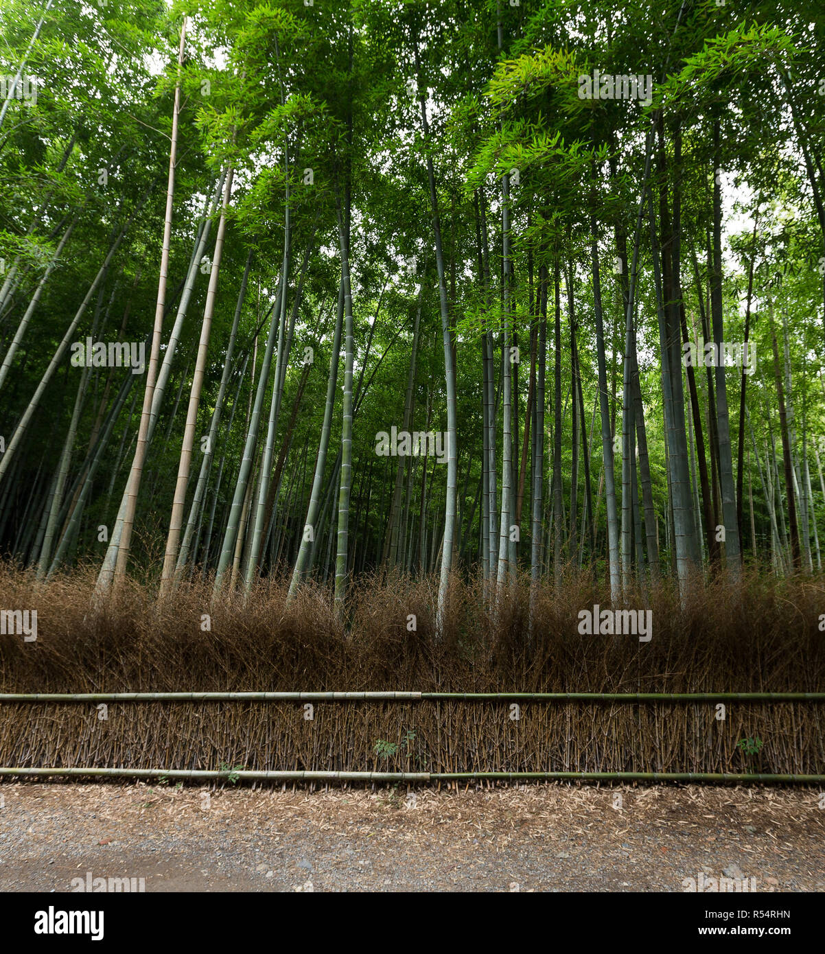 Bamboo trees and walkway Stock Photo - Alamy