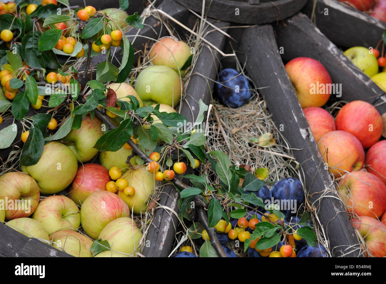 Evergreen Country Look in Herrenhausen Gardens Hanover Germany Stock ...