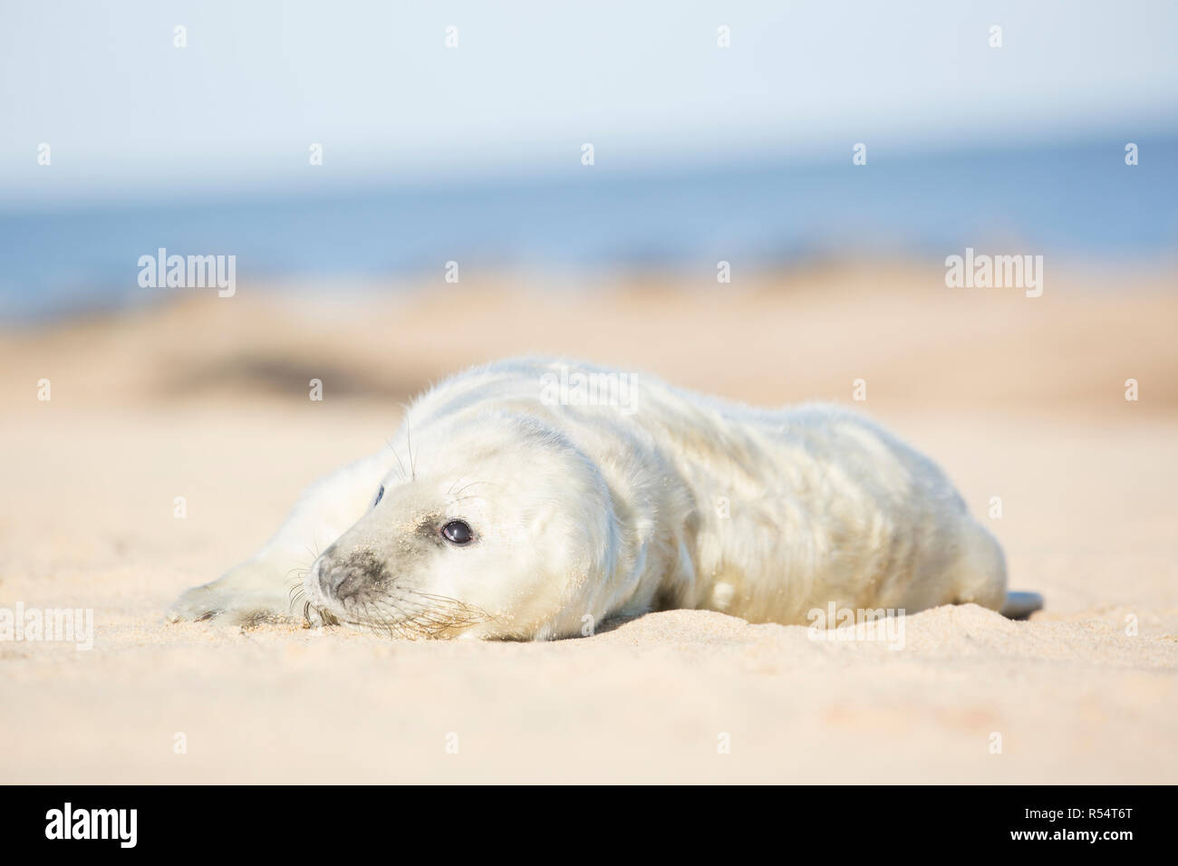 Seal Pup Playing In The Sand Stock Photo - Alamy