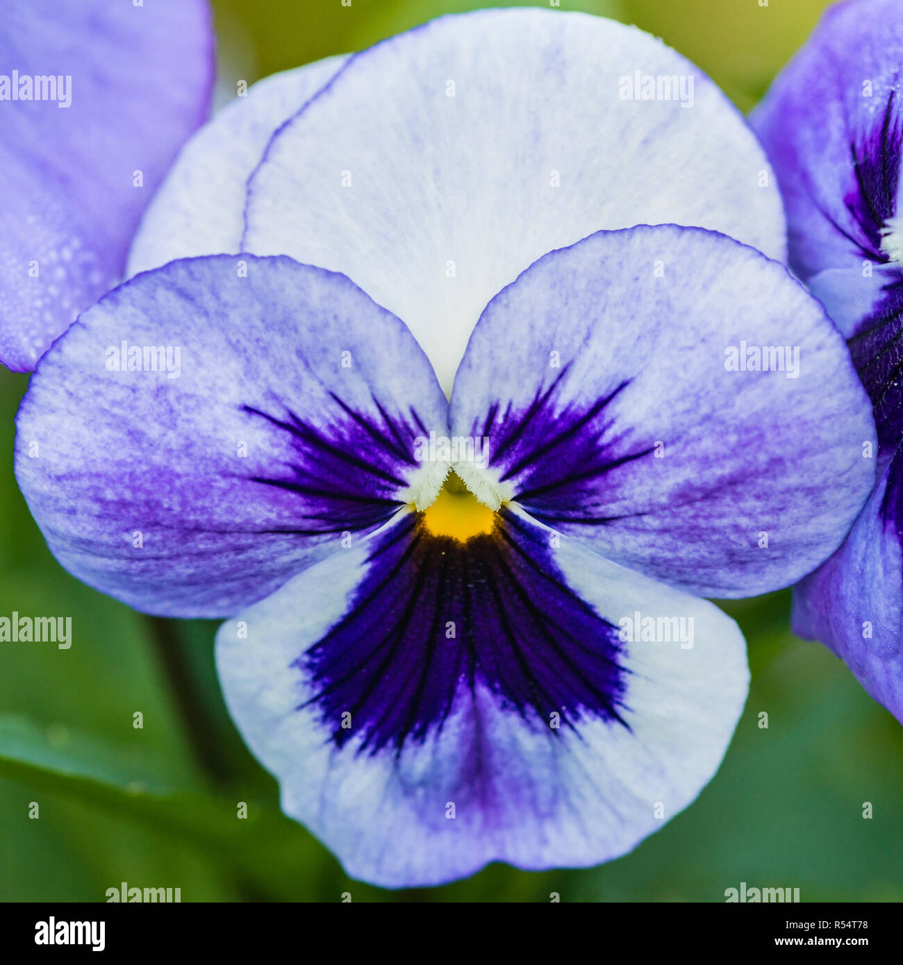 Blue pansy hi-res stock photography and images - Alamy