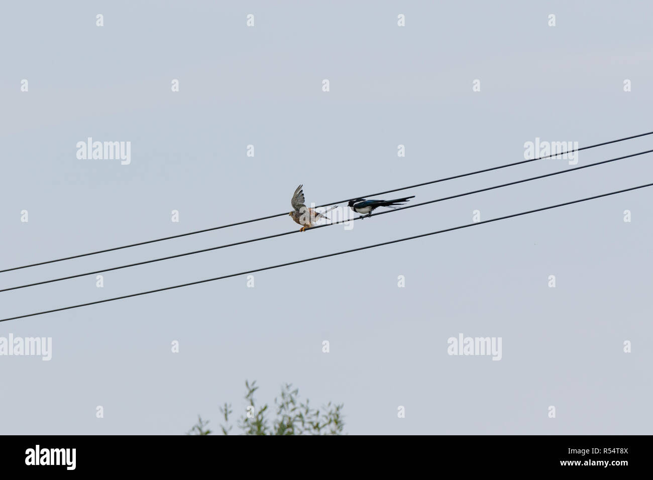 Common Kestrel (Falco tinnunculus). Russia, the Moscow region Stock ...