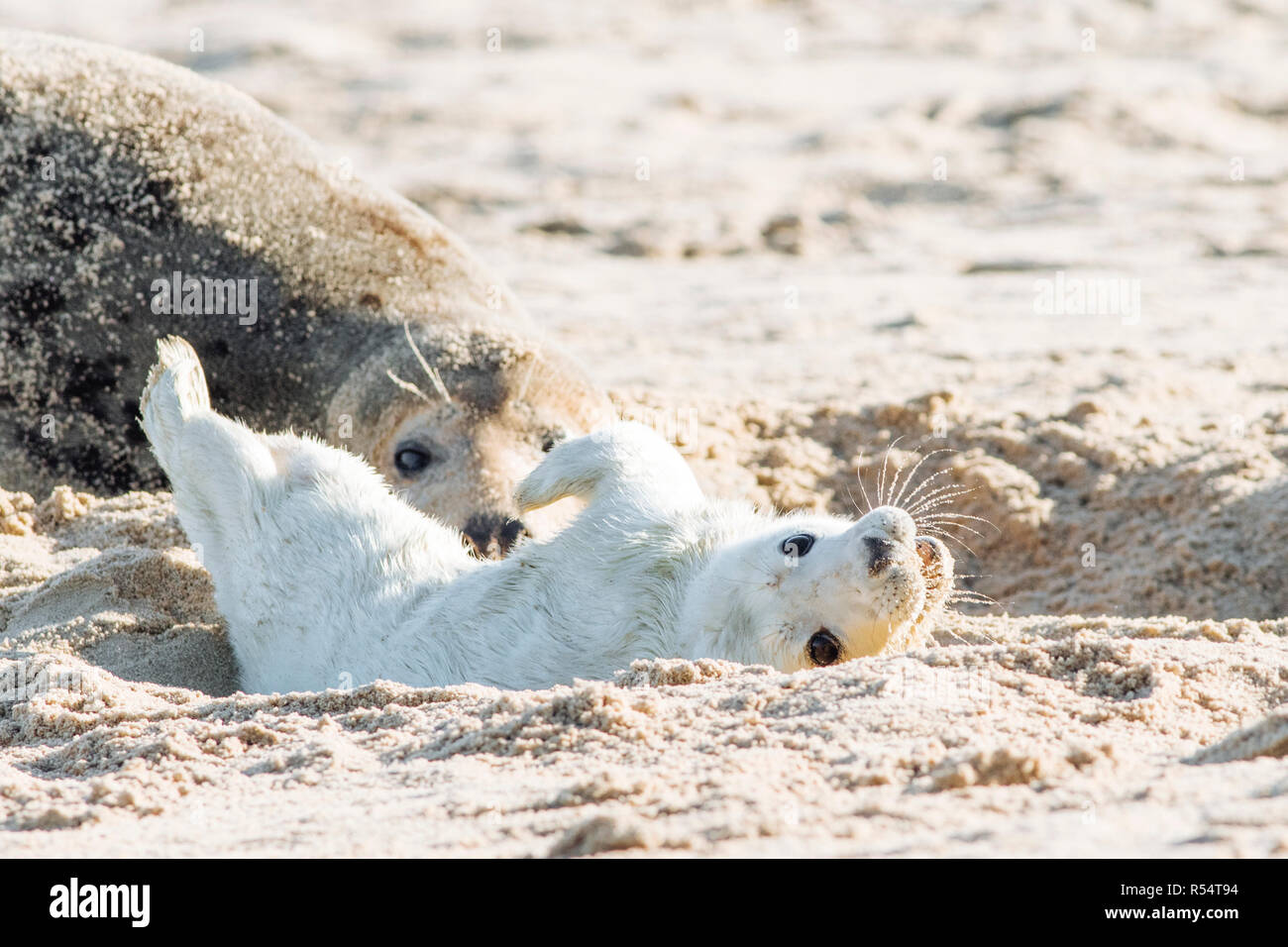 Seal Pup Playing In The Sand Stock Photo - Alamy