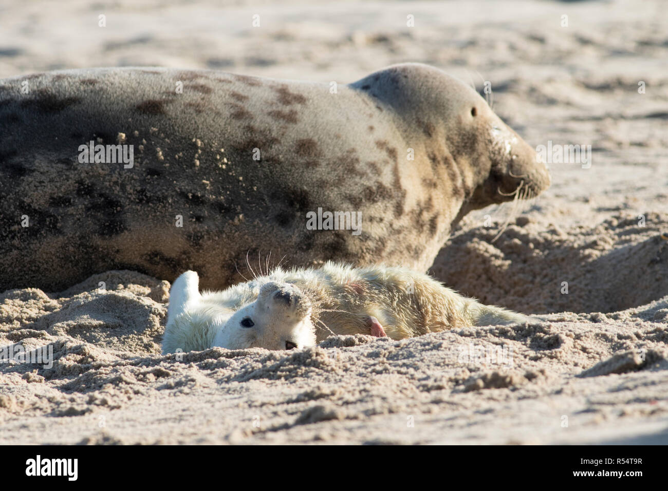 Seal Pup Playing In The Sand Stock Photo - Alamy