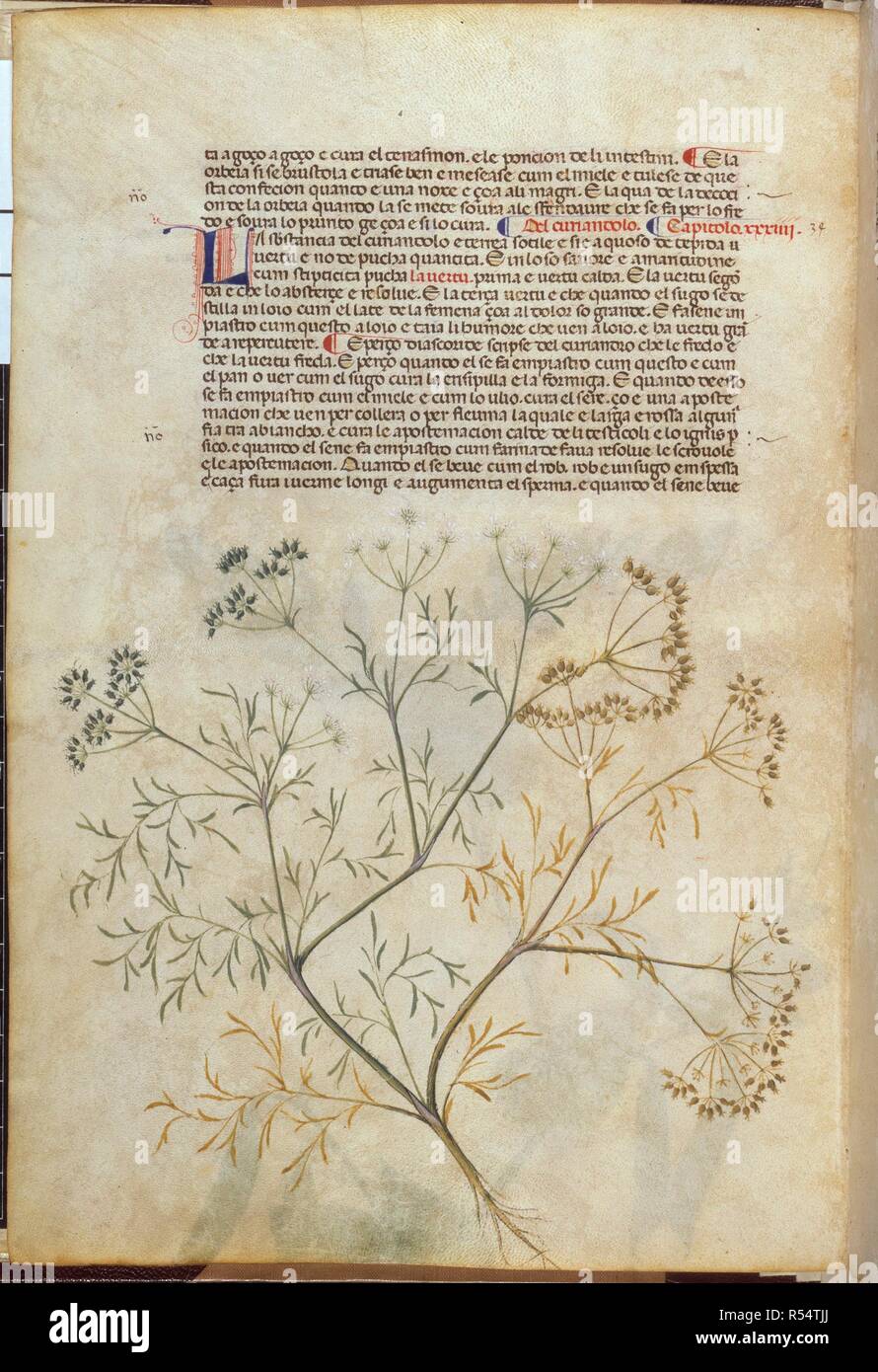 Coriander. Carrara Herbal. Italy (Padua); circa 1400. (Whole folio) A ...