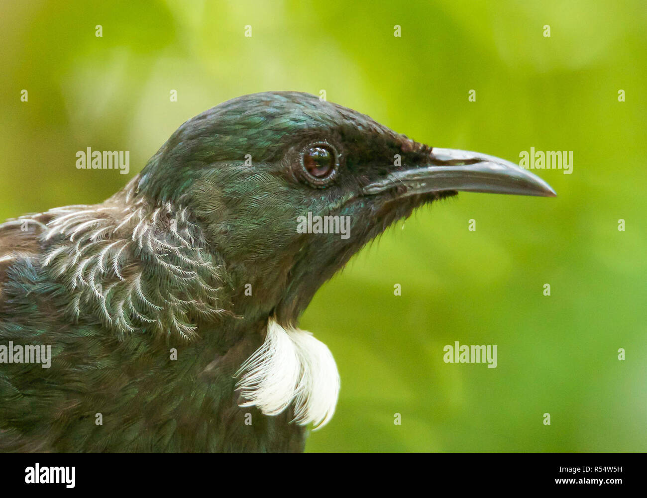 Tiritiri matangi bird hi-res stock photography and images - Alamy