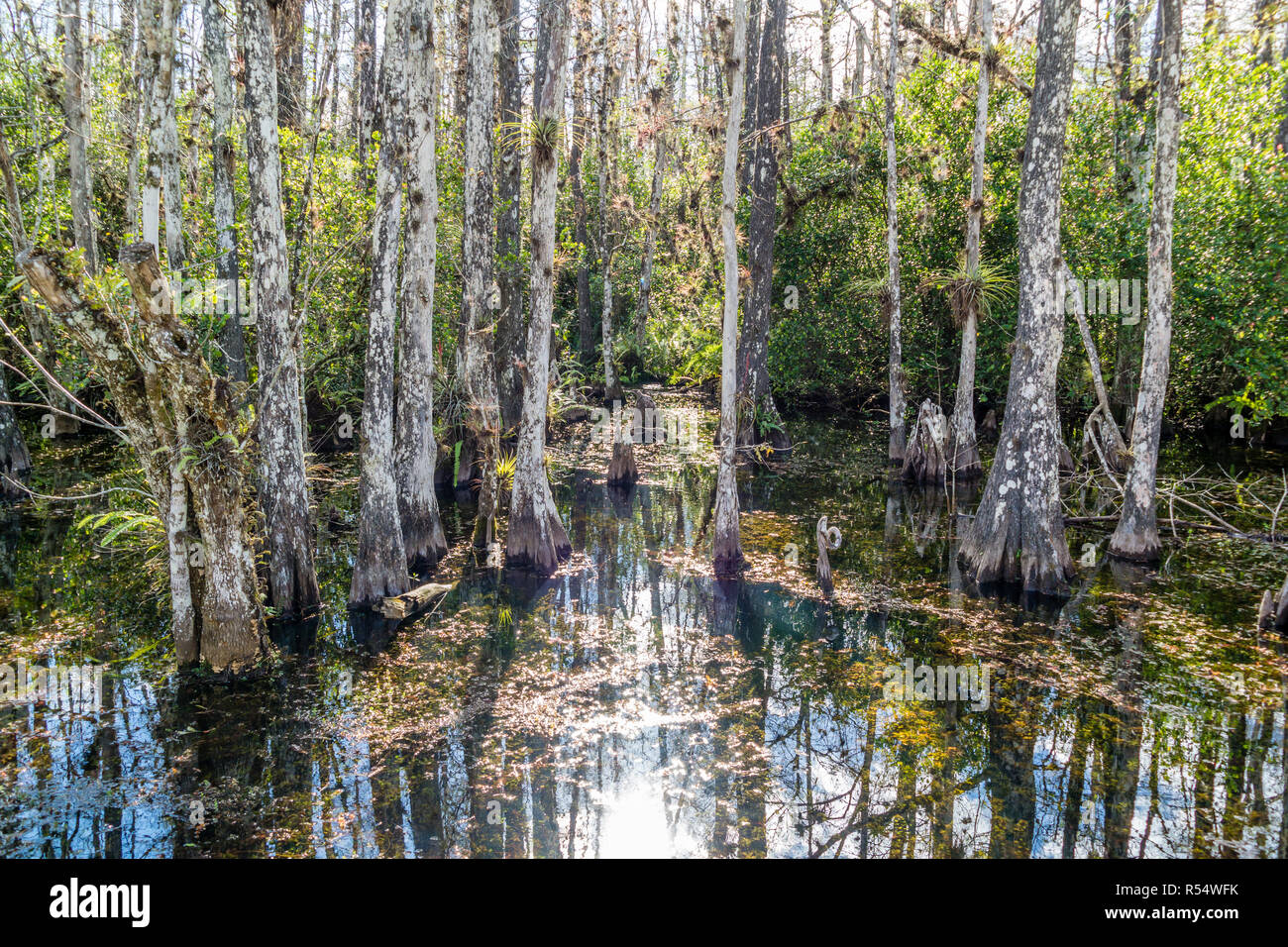 Swamp with pond cypress trees along Loop Road in Big Cypress National ...