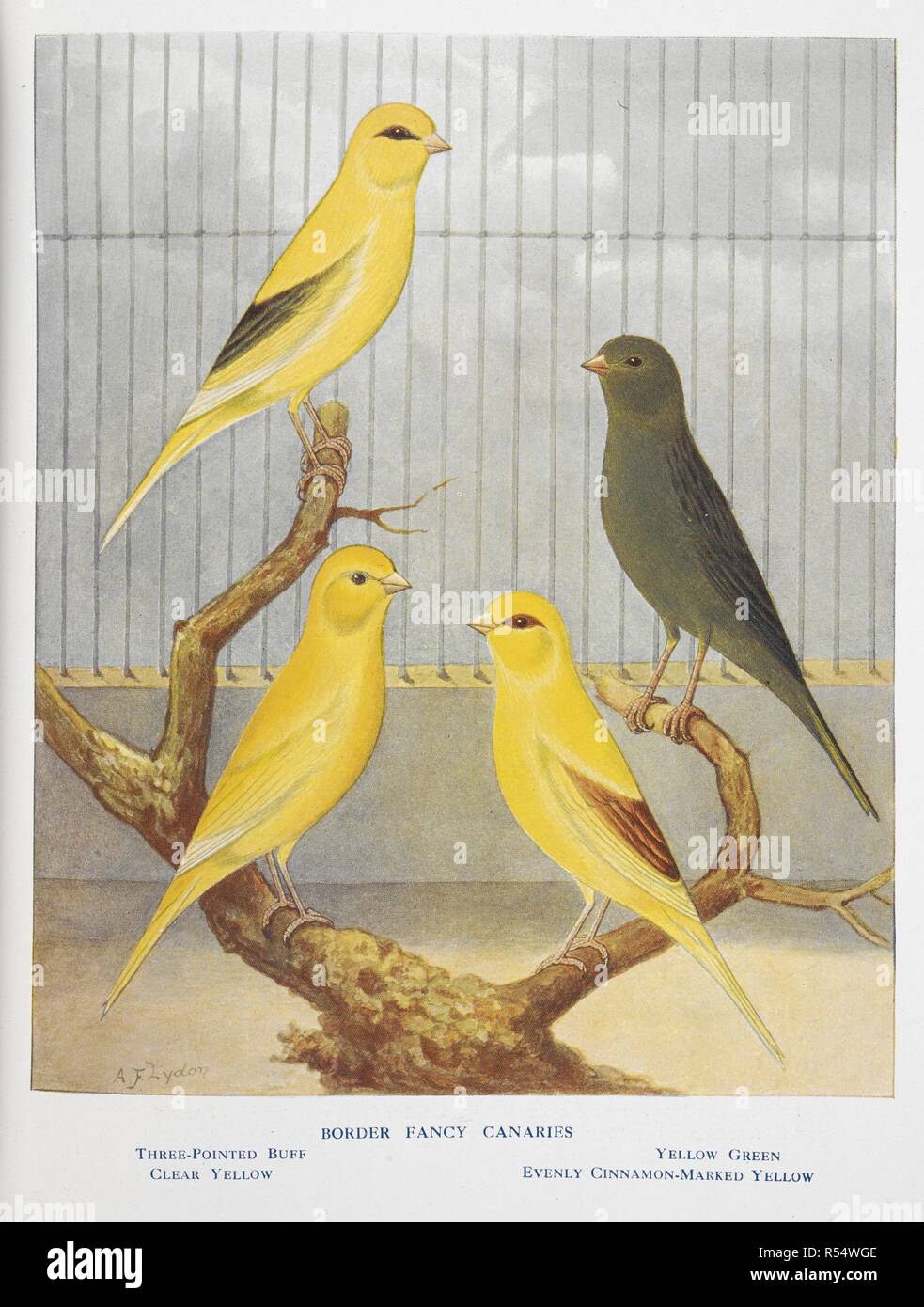 Border fancy canaries. . Canaries, Hybrids and British Birds in cage ...