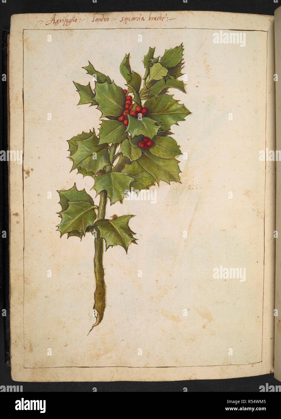 Planta de ilex hi-res stock photography and images - Alamy