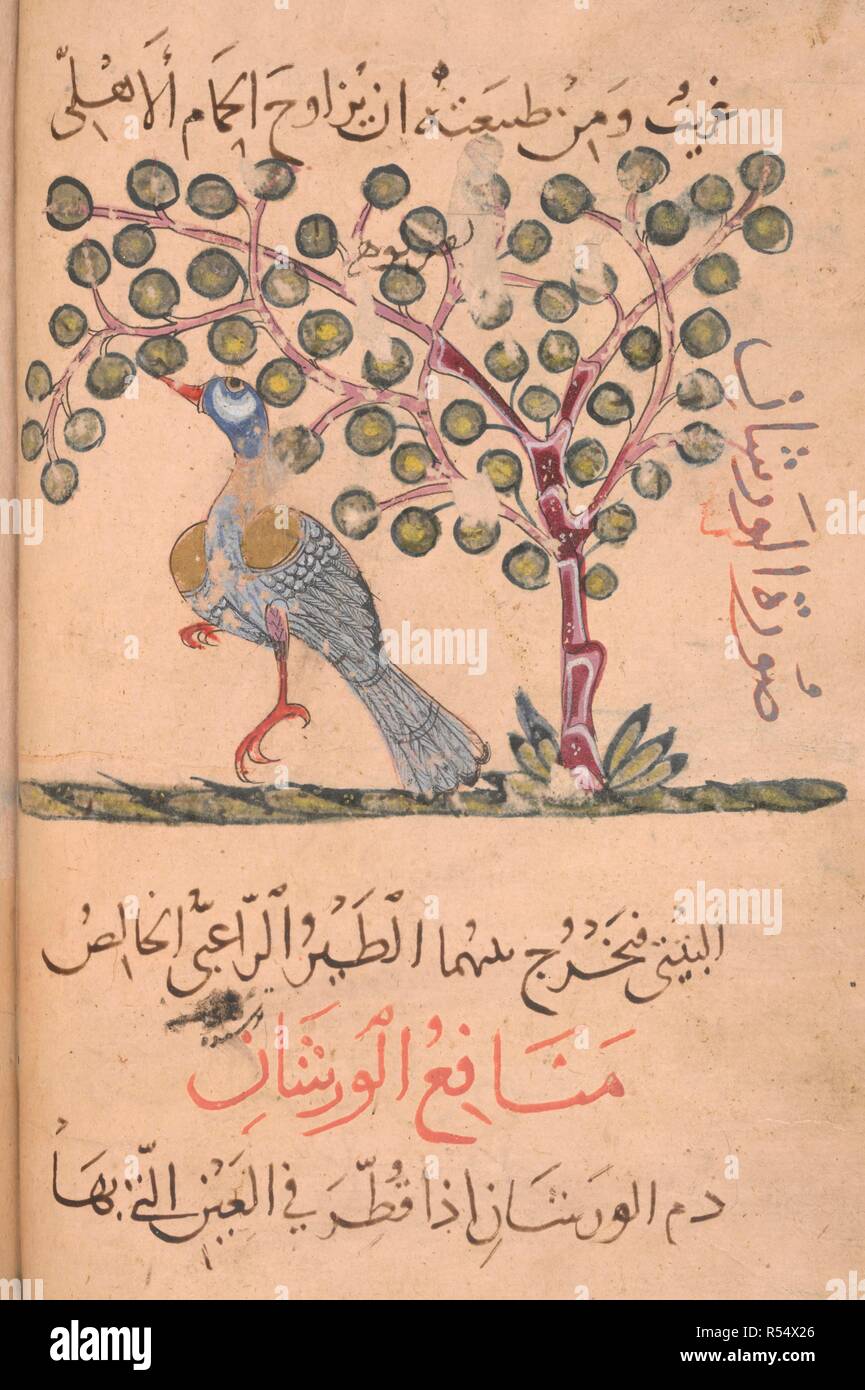 Kitab al hayawan hi-res stock photography and images - Alamy