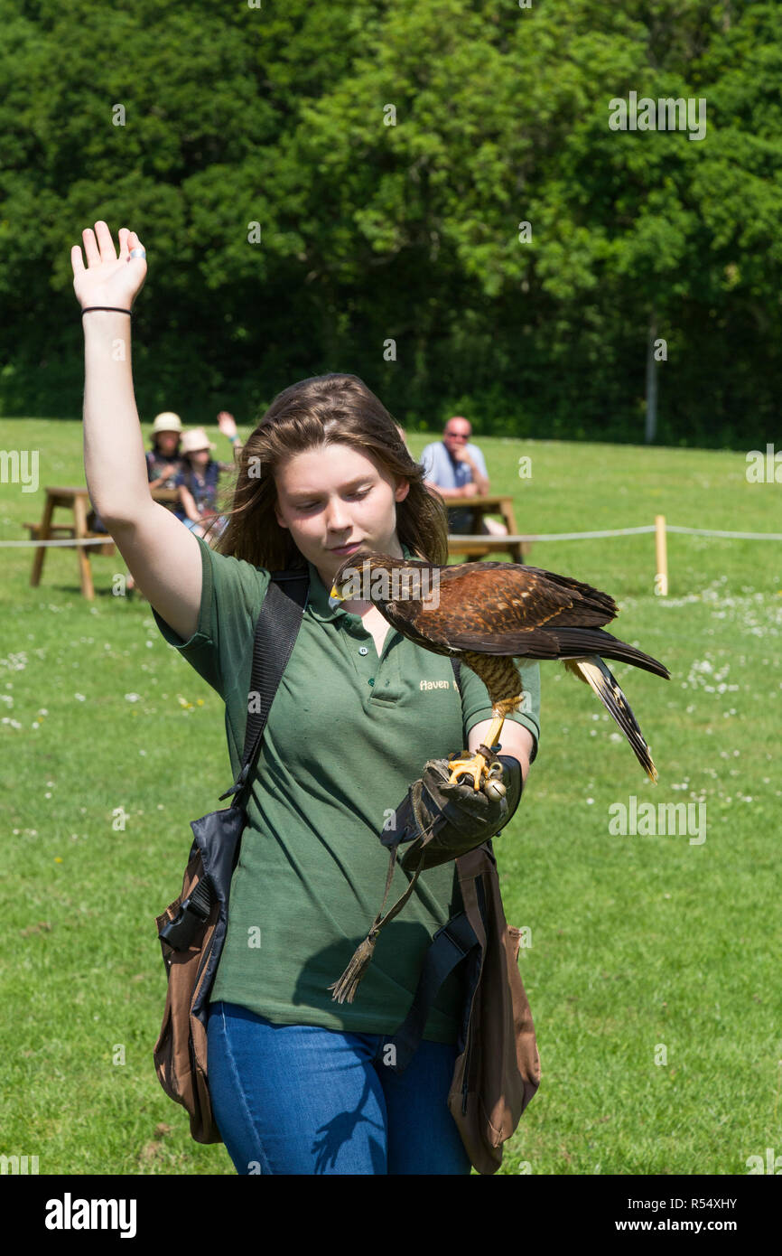 Bird handler / handlers with bird of prey / birds at the Haven Falconry ...