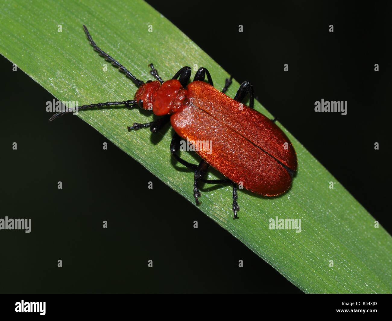 red-headed fire beetle Stock Photo - Alamy