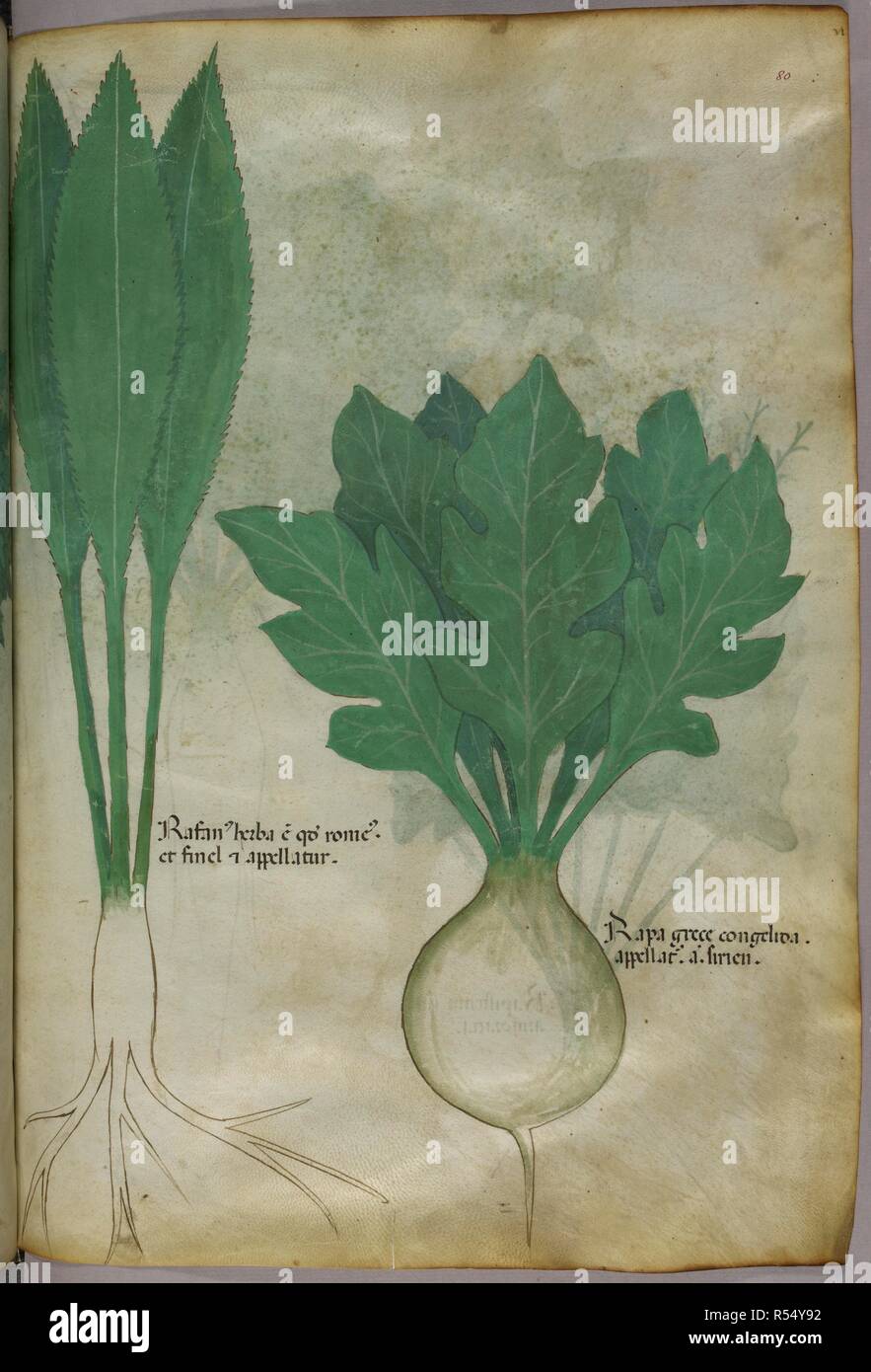 Botanical illustration. Herbal. Italy, N. (Lombardy). Herbal. Italy, N ...
