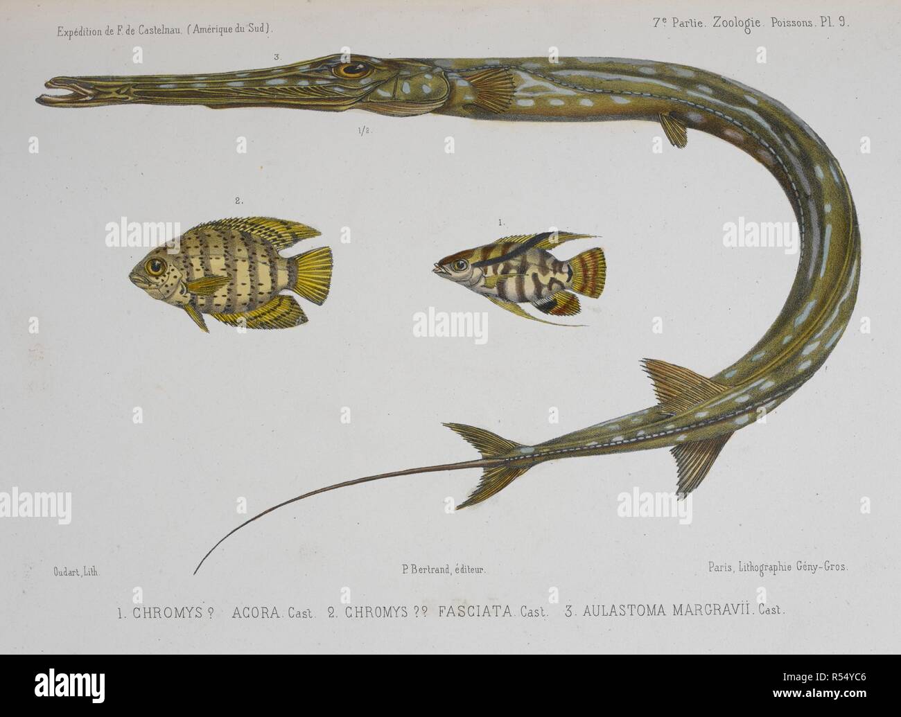 I count fish hi-res stock photography and images - Alamy
