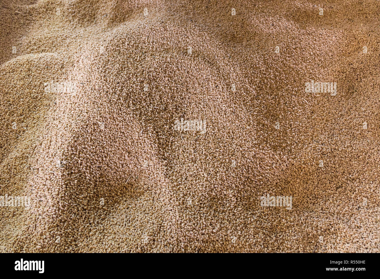 A pile of grain grains in the warehouse Stock Photo - Alamy
