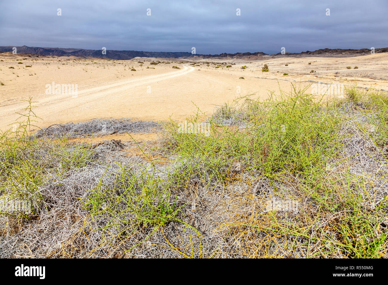 Desolation with only a few hardy plants in the arid Namib desert on the ...
