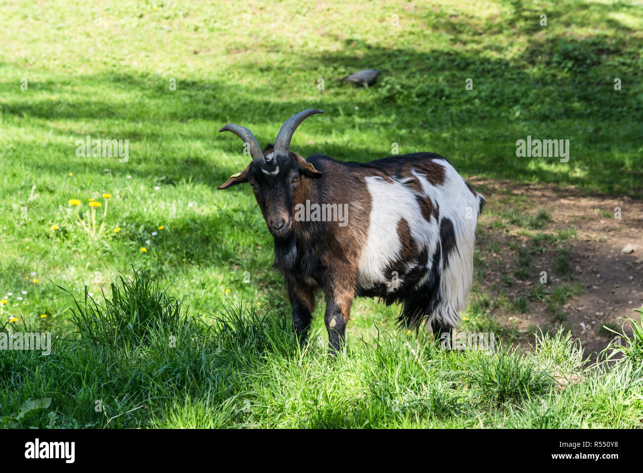 Skin goat hi-res stock photography and images - Alamy