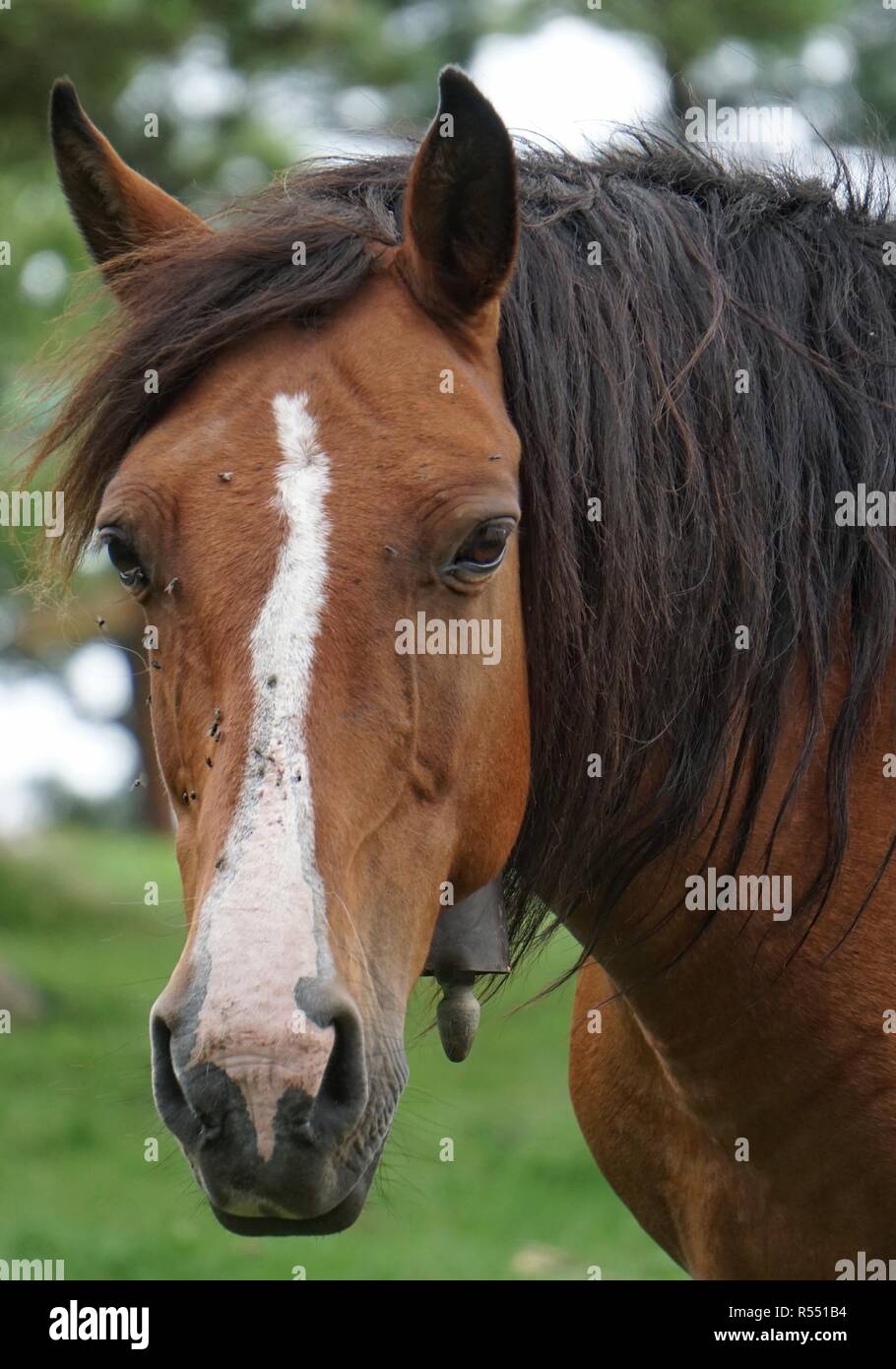 the brown horse portrait Stock Photo - Alamy