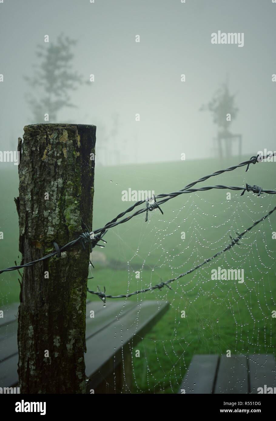 spider web in the wire fence Stock Photo - Alamy