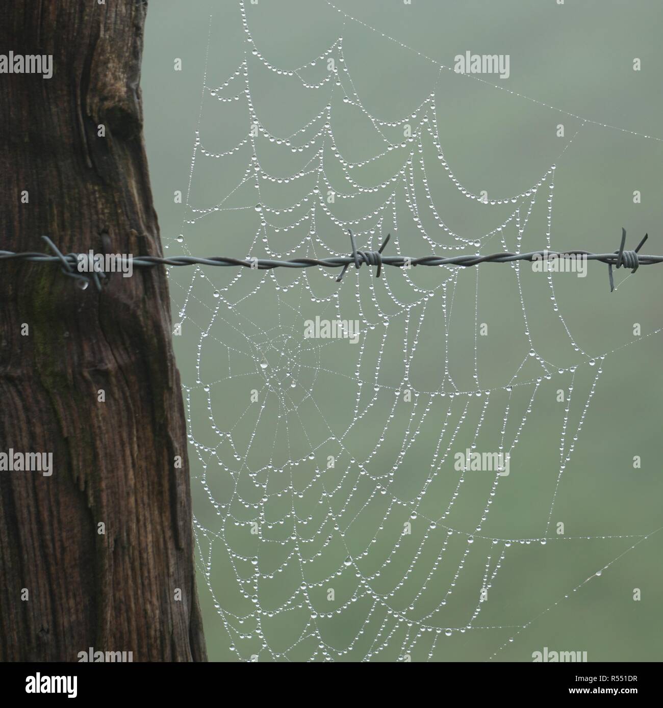 spider web in the wire fence Stock Photo - Alamy