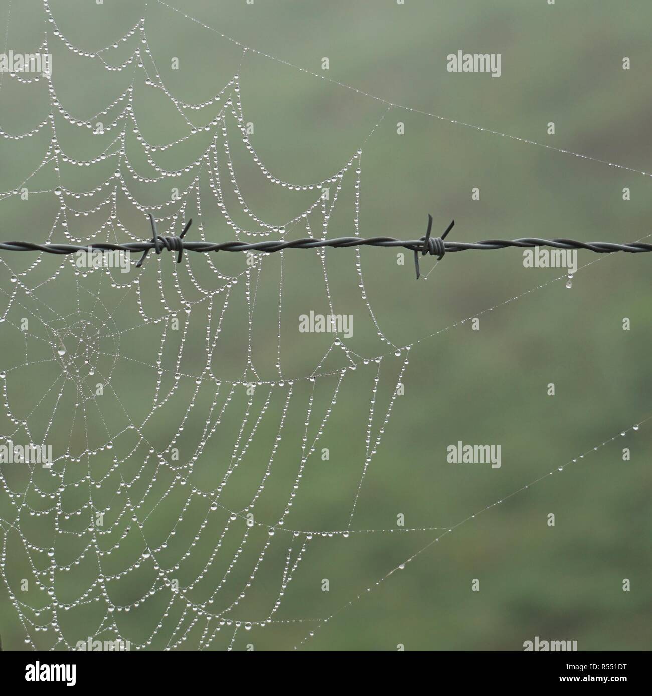 spider web in the wire fence Stock Photo - Alamy