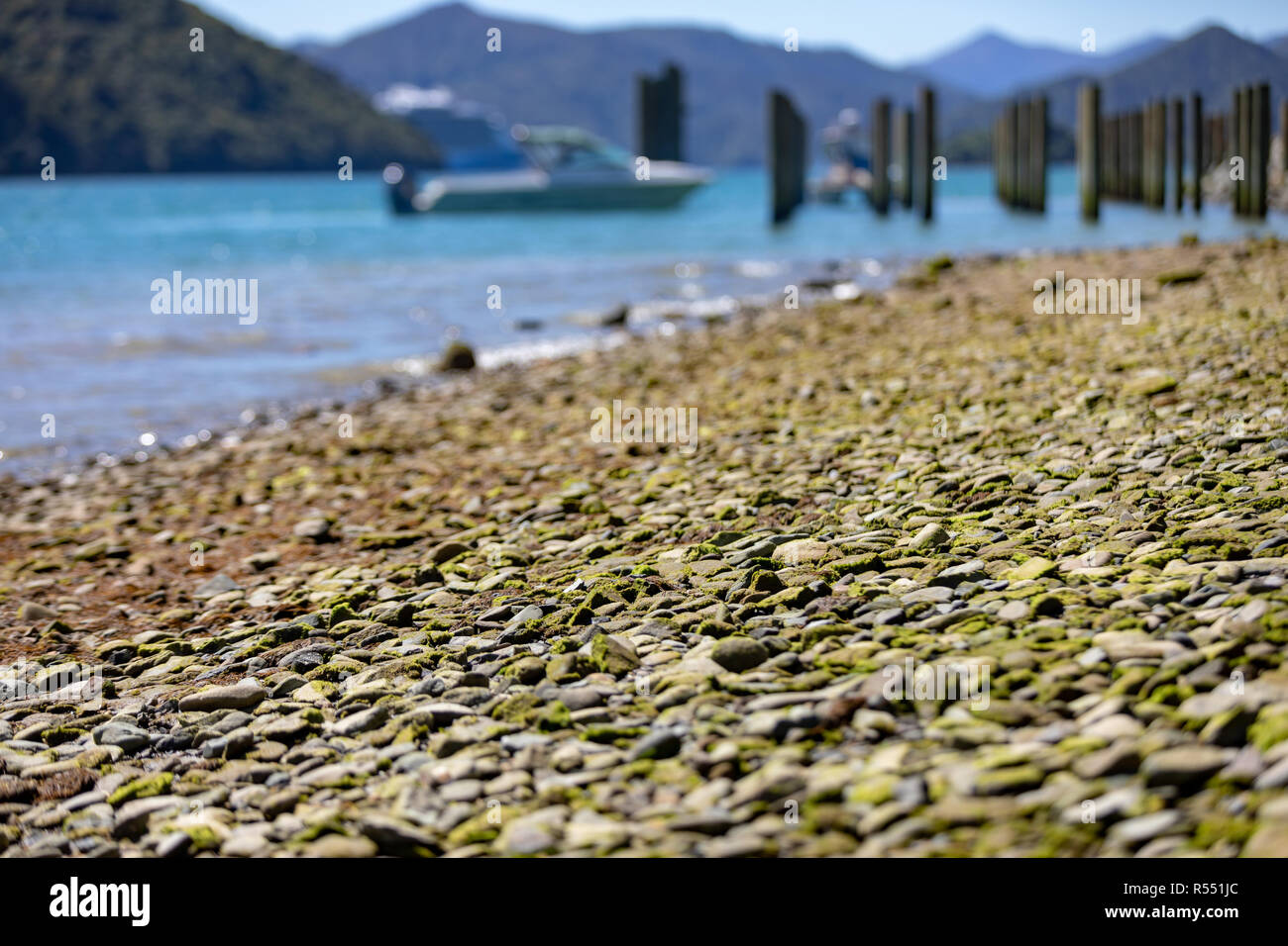 Pebble beach lining the turquoise ocean of Picton New Zealand Stock ...