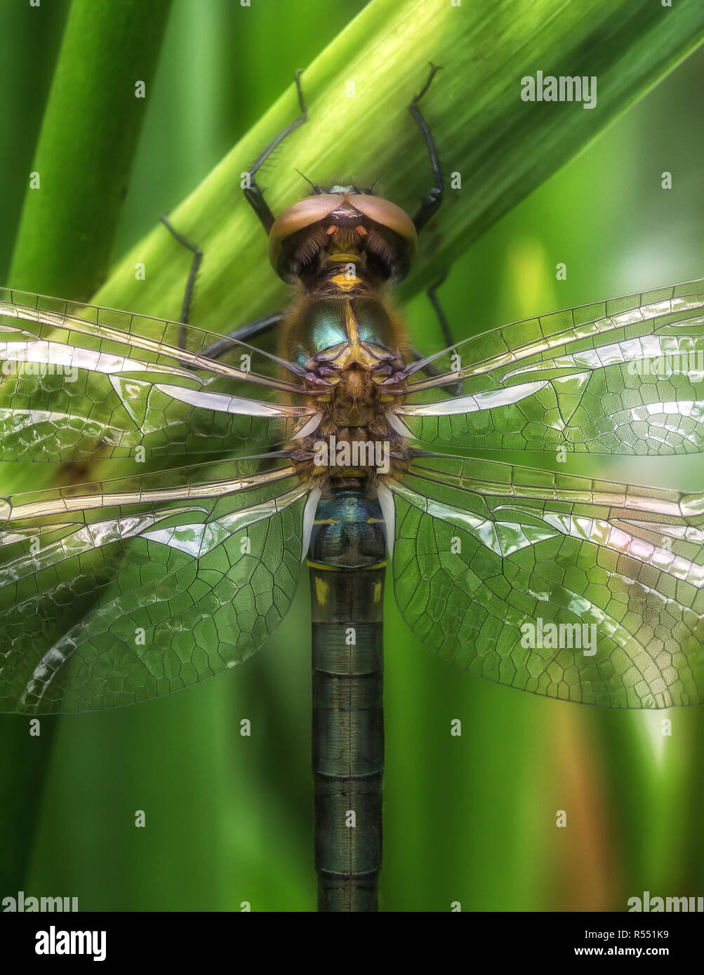 A close-up from a big dragon fly in the gras Stock Photo - Alamy