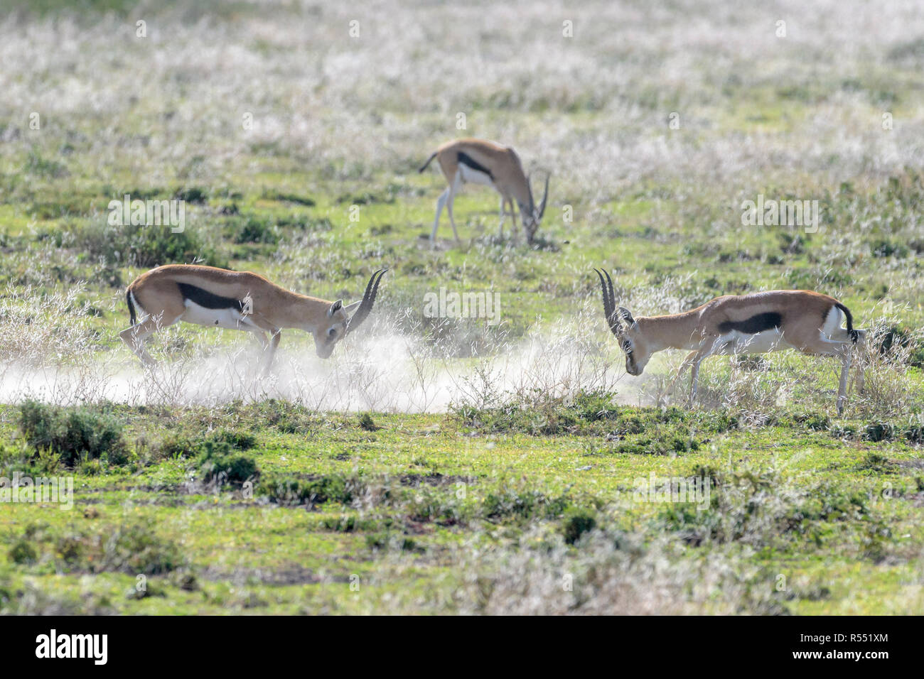 Rams fighting hi-res stock photography and images - Alamy