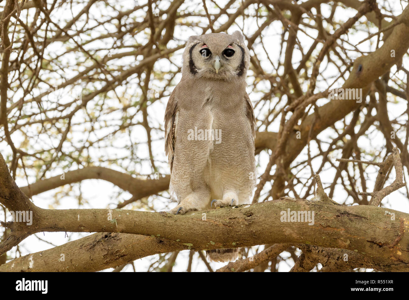 Full body owl hi-res stock photography and images - Alamy