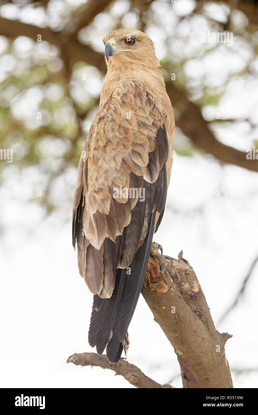 Tawny eagle (Aquila rapax), perched on a tree, Ngorongoro conservation ...
