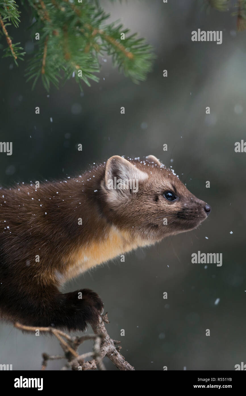 American Marten In Snow High Resolution Stock Photography and Images ...