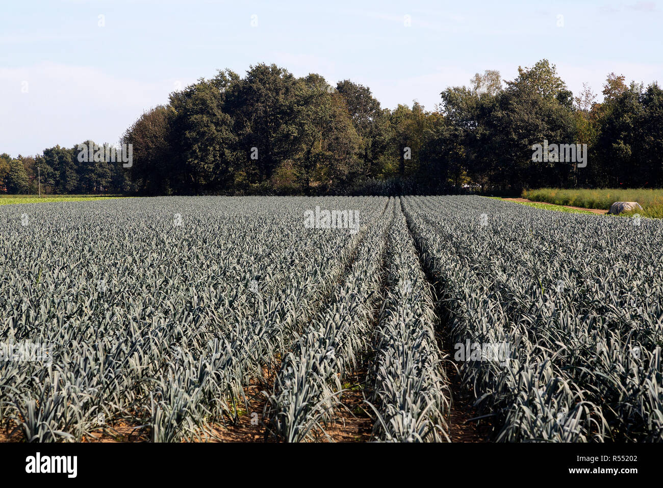 Field of leek Stock Photo - Alamy